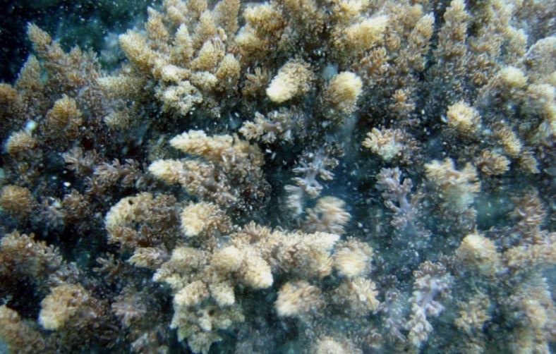 珊瑚的經濟效益-珊瑚礁主題館-農業知識入口網