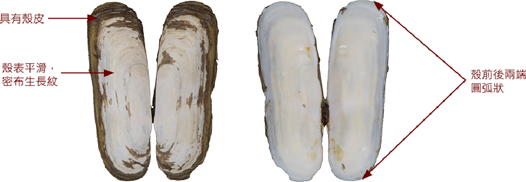 毛蟶 - 農業知識入口網