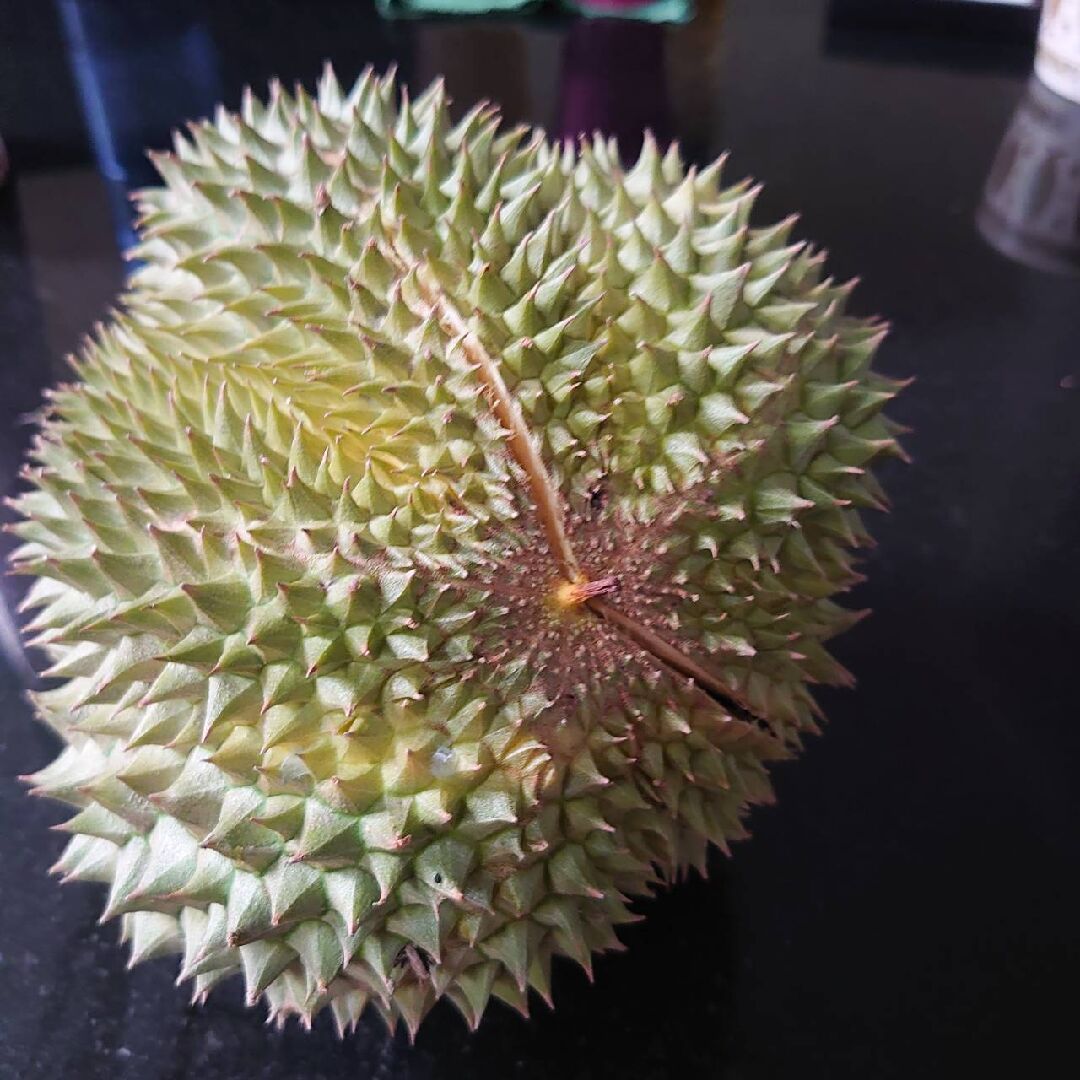 D200/黑刺/Ochee/Black Thorn-榴槤主題館-農業知識入口網